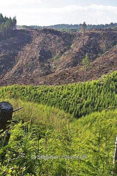 Clearcuts