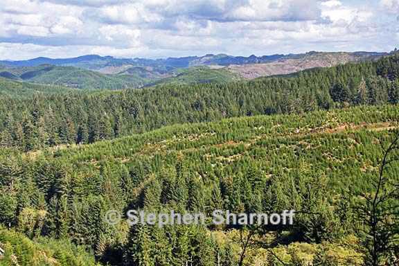 Clearcuts