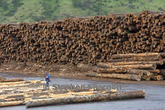 The timber Industry