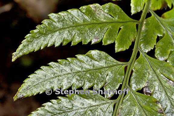Arachniodes nipponica