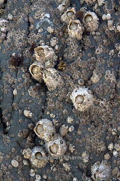 Barnacles