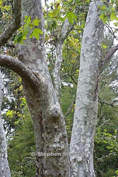 Platanus racemosa