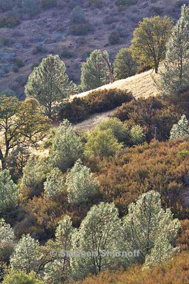 Sierra Nevada forests