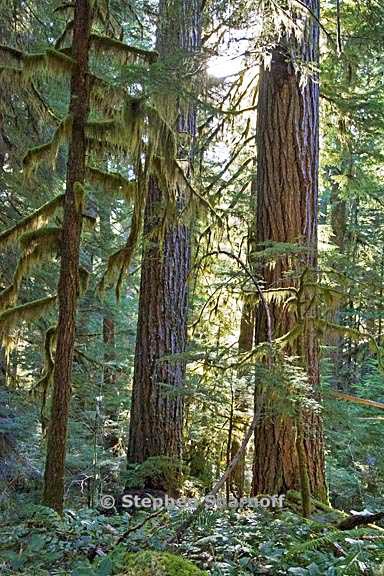 Old-growth Forests