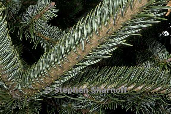 Abies nordmanniana ssp. equi-trojani