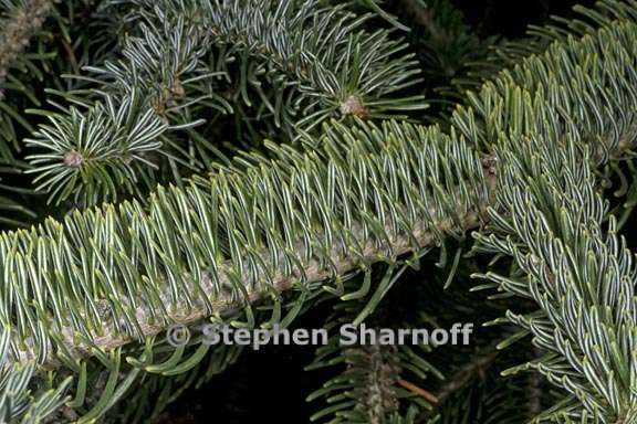 Abies nordmanniana ssp. equi-trojani