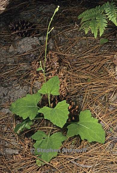 Adenocaulon bicolor