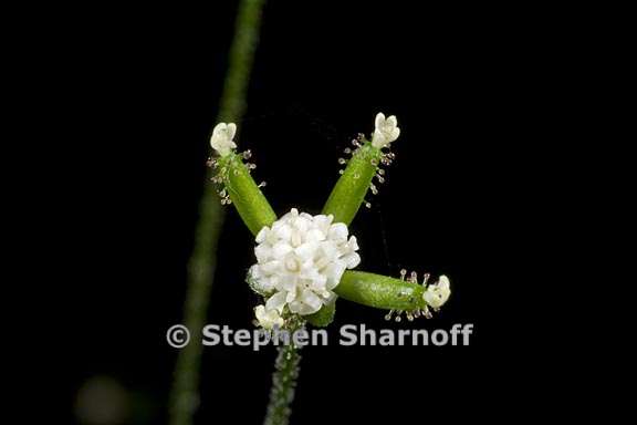 Adenocaulon bicolor