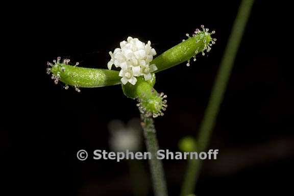Adenocaulon bicolor