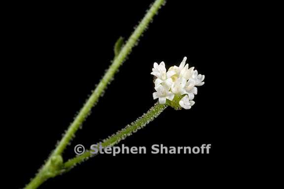 Adenocaulon bicolor