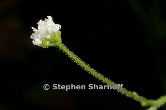 Adenocaulon bicolor