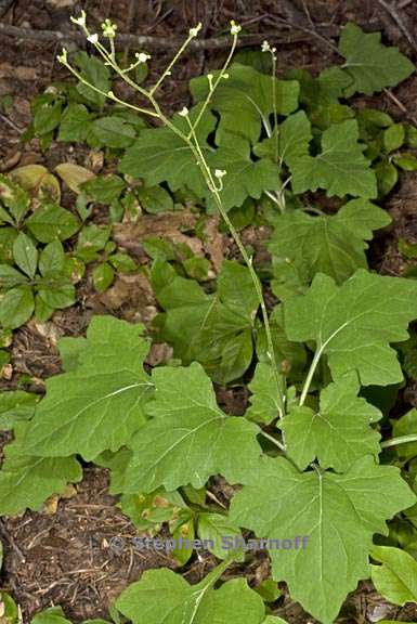 Adenocaulon bicolor