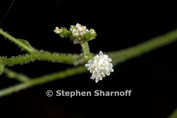Adenocaulon bicolor