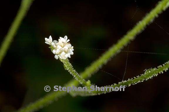 Adenocaulon bicolor