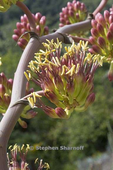 Agave colorata