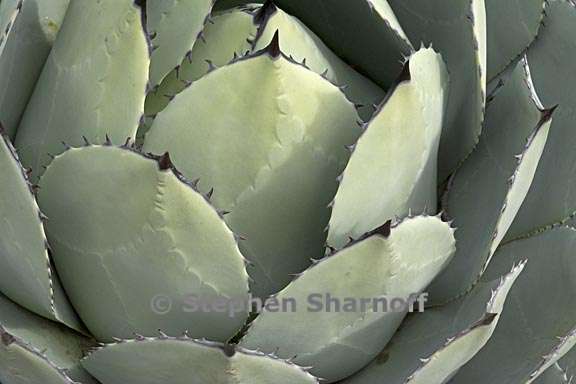 Agave parryi var. huachucensis