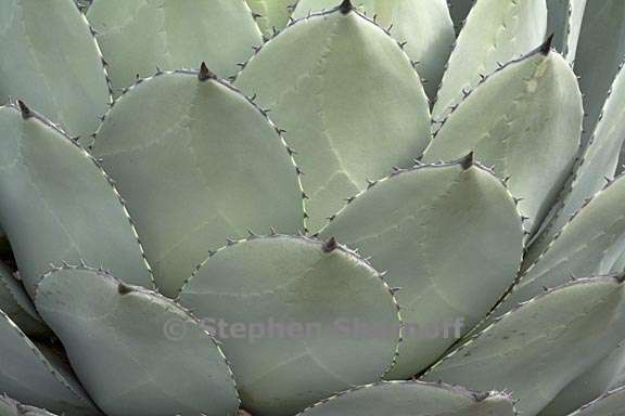 Agave parryi var. huachucensis