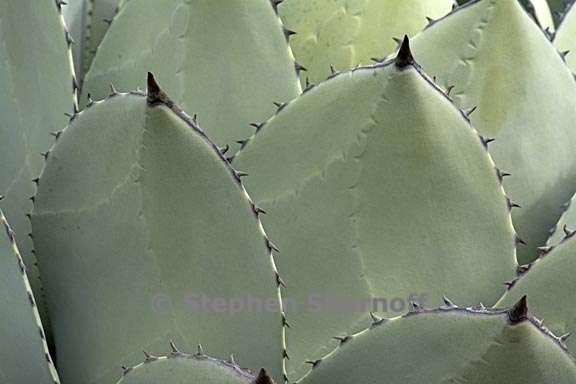 Agave parryi var. huachucensis