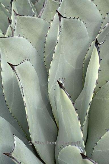 Agave parryi var. huachucensis