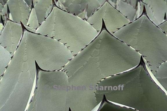 Agave parryi var. huachucensis