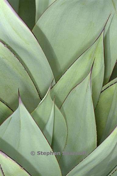 Agave sp.
