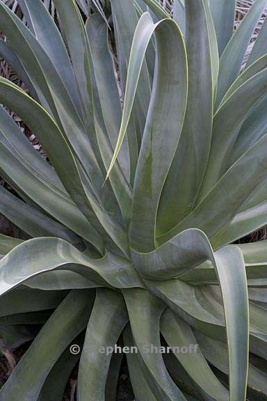 Agave vilmoriniana