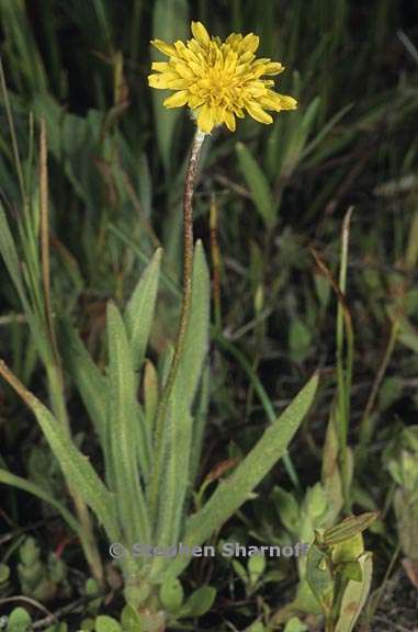 Agoseris heterophylla var. cryptopleura