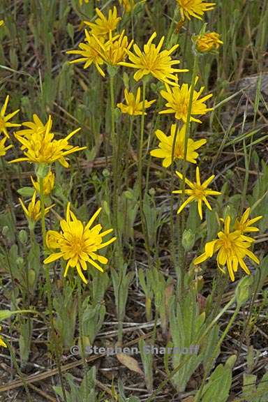 Agoseris heterophylla var. cryptopleura