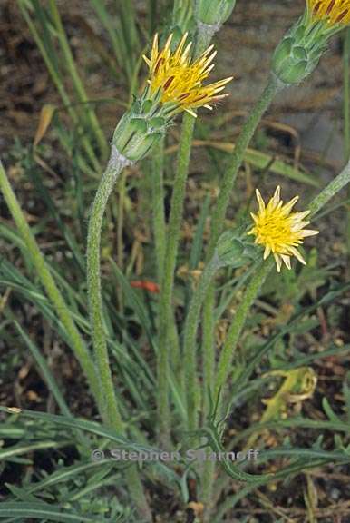 Agoseris retrorsa