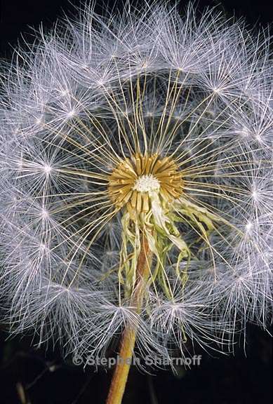 Agoseris retrorsa