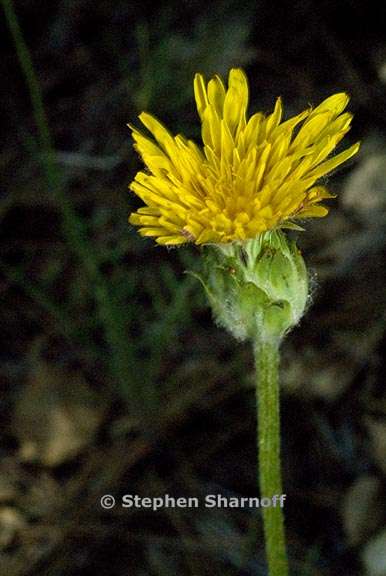 Agoseris retrorsa