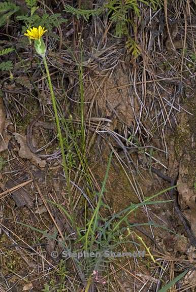 Agoseris retrorsa