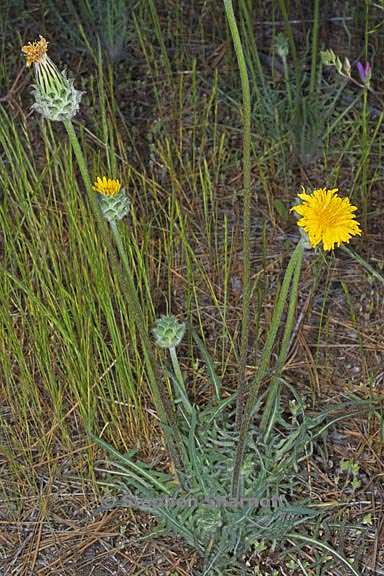 Agoseris retrorsa