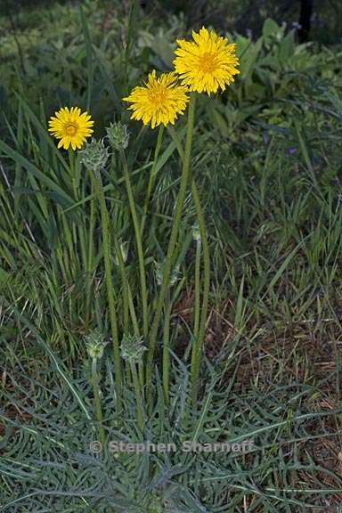 Agoseris retrorsa