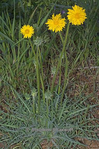 Agoseris retrorsa