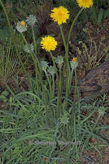 Agoseris retrorsa