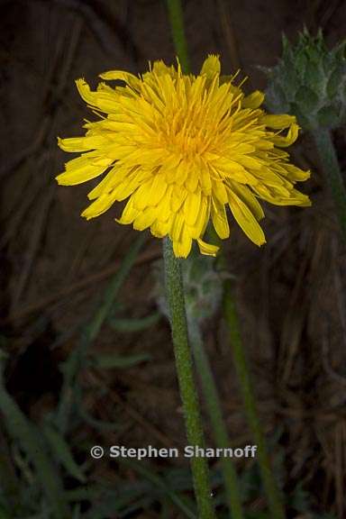 Agoseris retrorsa