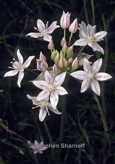 Allium hyalinum