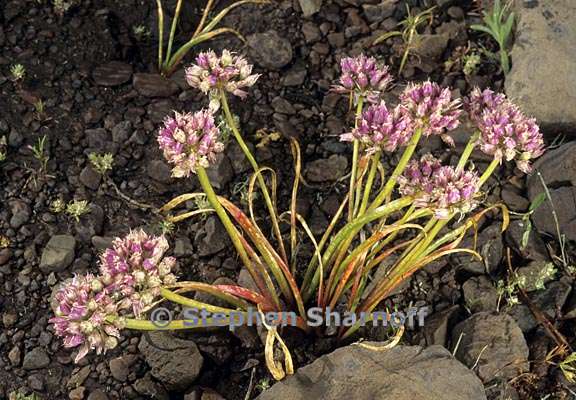 Allium lemmonii