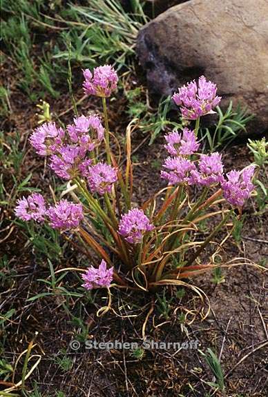 Allium lemmonii