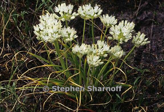 Allium lemmonii