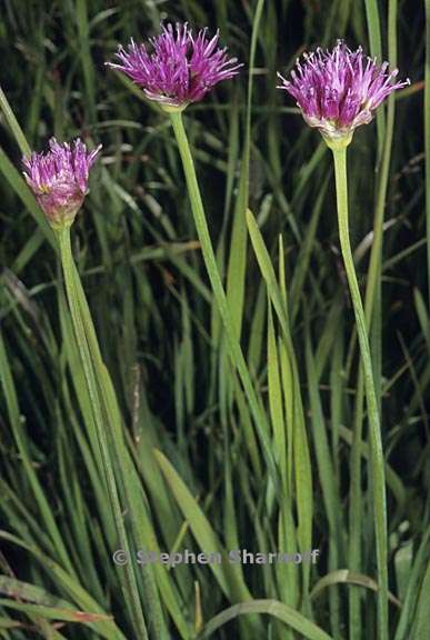 Allium validum