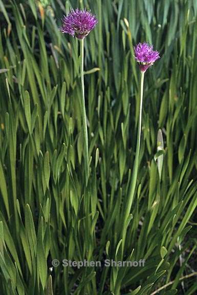 Allium validum