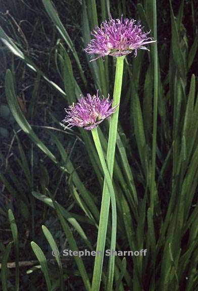 Allium validum