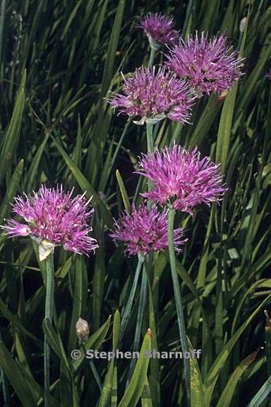 Allium validum