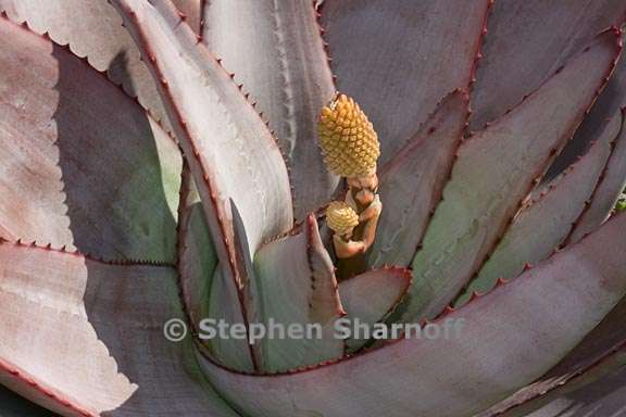 Aloe capitata var. quartziticola