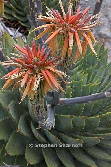 Aloe polyphylla