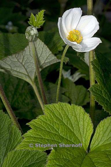 Anemone vitifolia