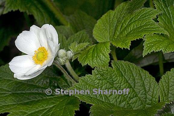 Anemone vitifolia