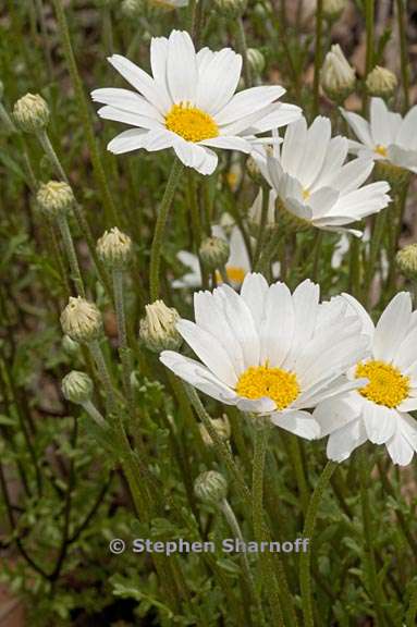 Anthemis maritima